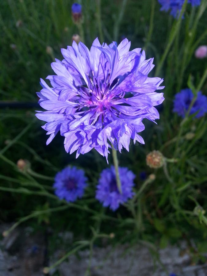 Nature and its flowers stock image. Image of nature - 182271207