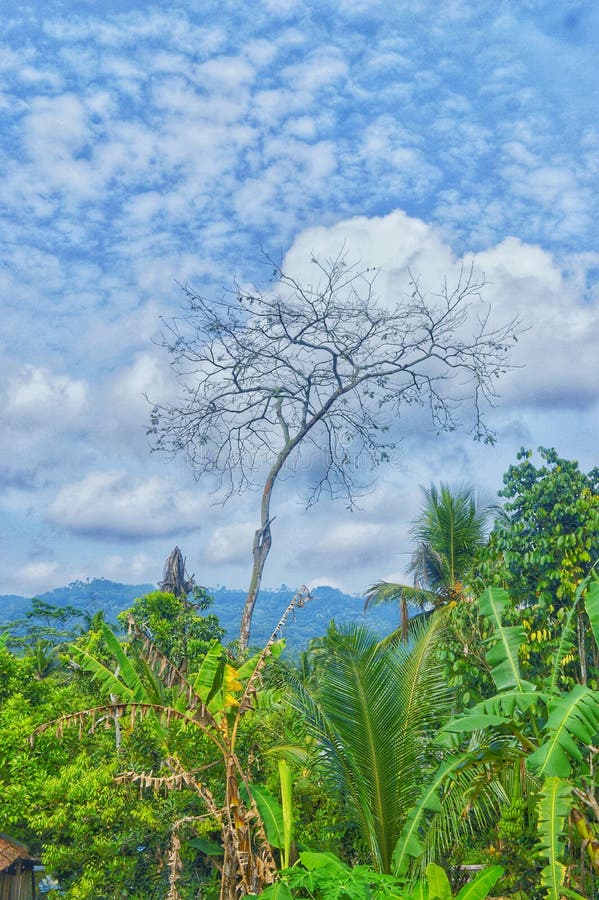 Nature in Java Indonesia Beautiful Stock Image - Image of field, grass ...
