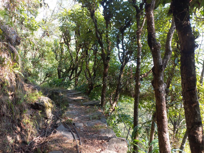 Nature Jungle Trail in the Wood Sunlight Stock Photo - Image of ...