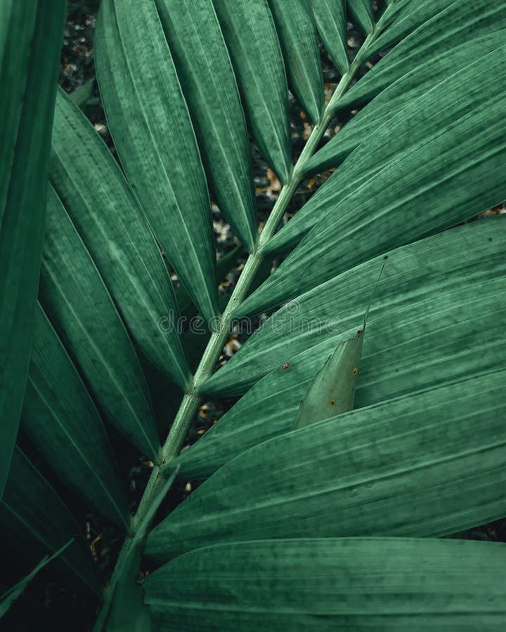 Nature stock image. Image of normal, nature, leaf - 107159217