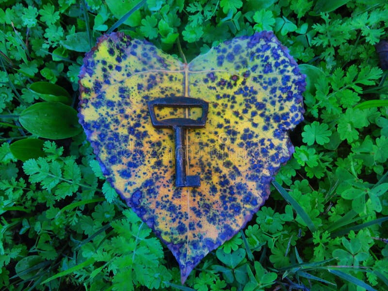Nature key on a leaf stock photo. Image of nature, forest - 226292436