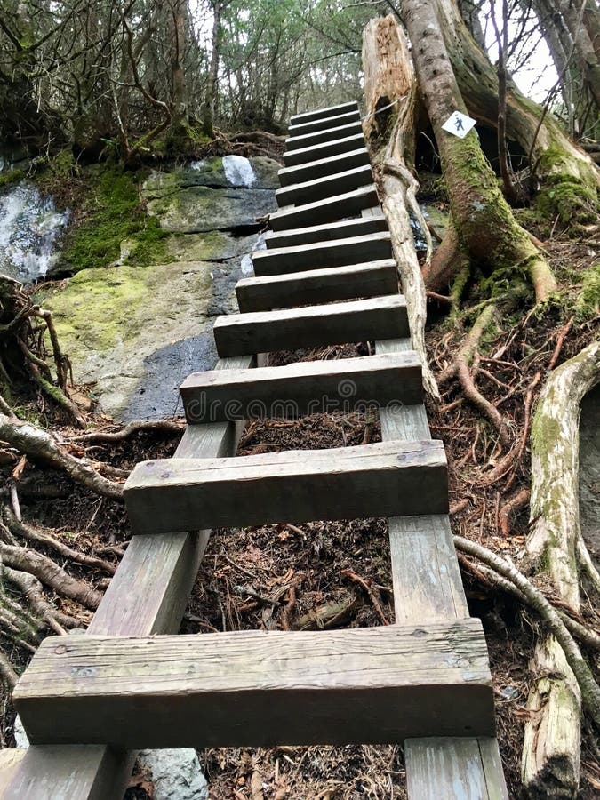 Nature Ladder 2 stock image. Image of wilderness, plant - 336105355