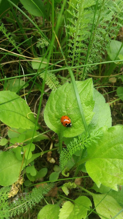 Green stock photo. Image of green, little, nature, ladybug - 120160514