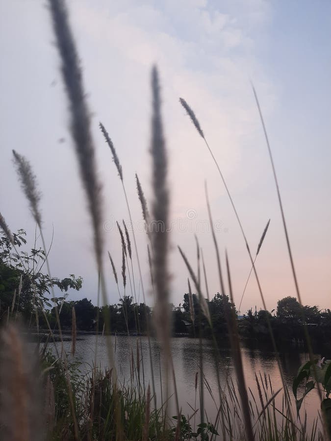 Gras and lake stock photo. Image of lake, nature, afternon - 304102380