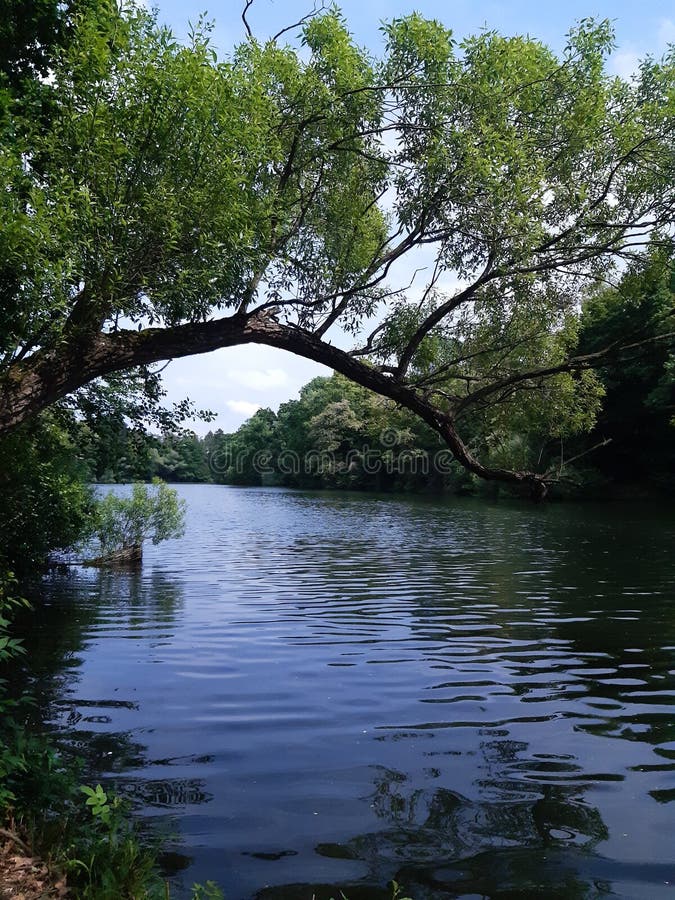 Nature lake water trees stock image. Image of tree, autumn - 213265153