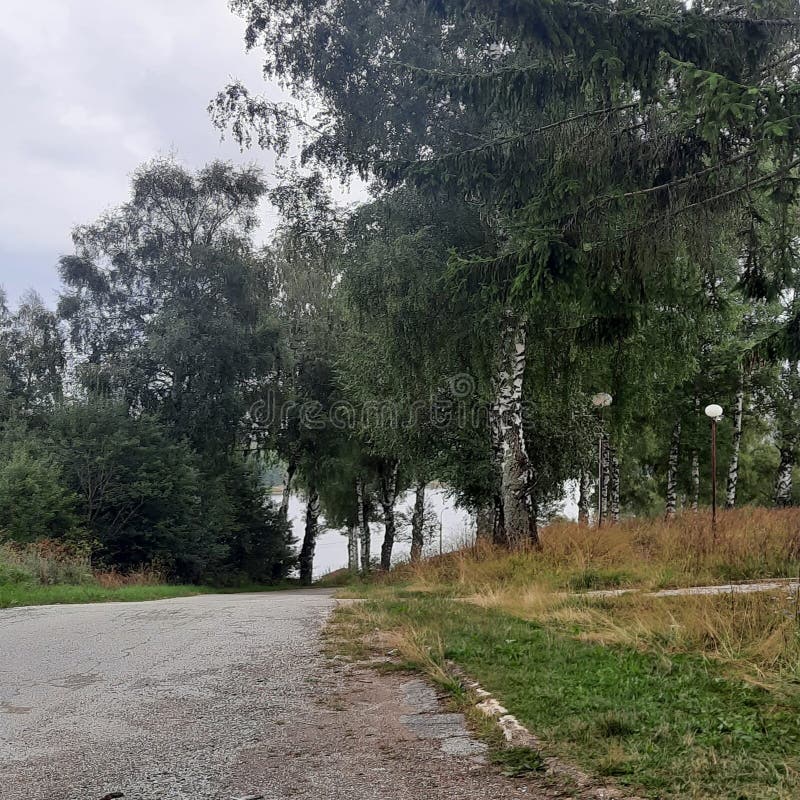 Nature and Landmark Trees Forest Tree Stock Photo - Image of trees ...