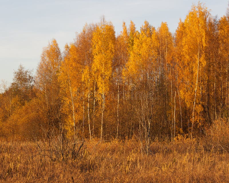 Nature Landscape in Autumn Colors Stock Image - Image of fresh, fall ...