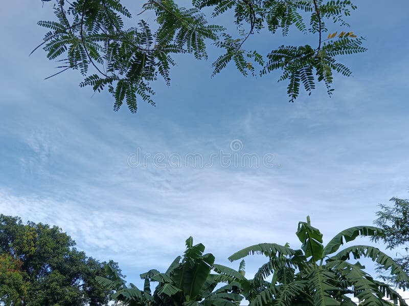 Nature Landscape. Banana and Forest Trees Against the Light Blue Sky ...