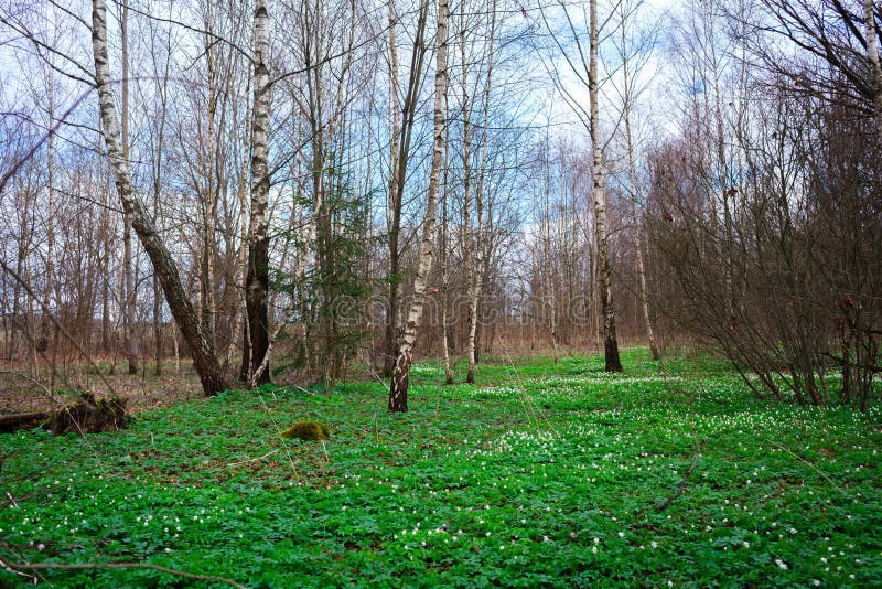 Forest in Belarus stock photo. Image of growth, pine - 32934218