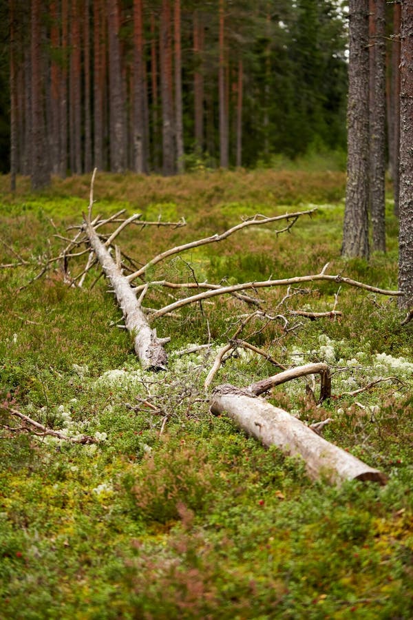 Fallen Pine Tree in a Pine Forest Stock Photo - Image of spindles ...