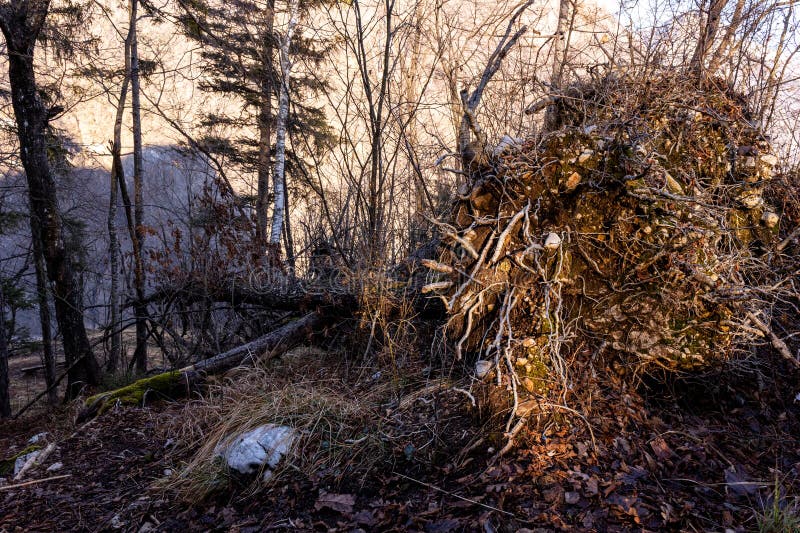 Nature Landscape: Fallen Trees in Forest Setting Stock Image - Image of ...