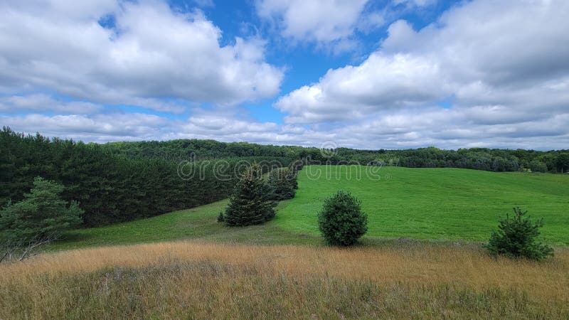 Nature Landscape of a Meadow and Woods Full of Pine Trees Stock Photo ...