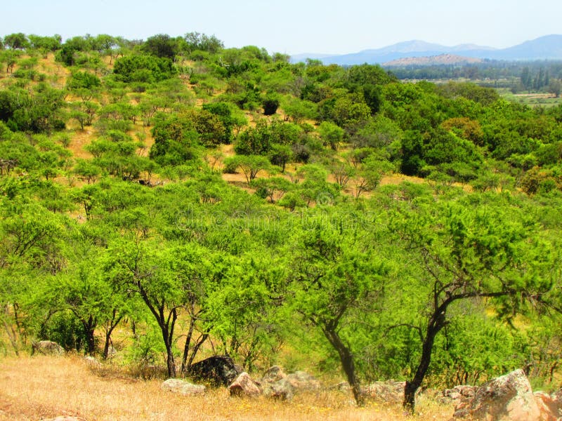 Nature Landscape, Meadows and Hill in Central Chile Stock Image - Image ...