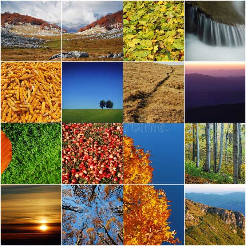 Nature collage stock image. Image of nature, dried, detail - 17226731