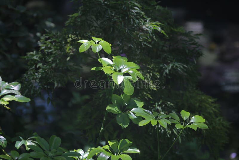 The Nature of Landscape of Plants at Hong Kong Stock Photo - Image of ...