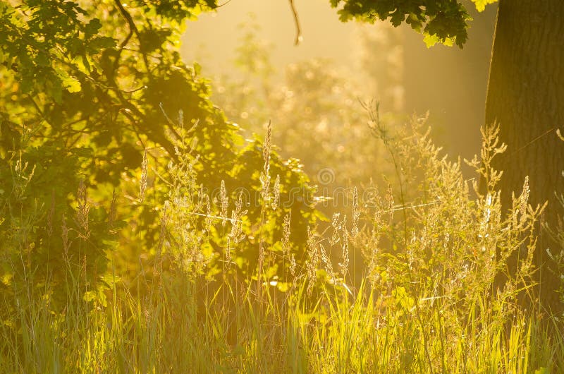 Plants in the Rays of Sunset Stock Photo - Image of summer, sunset ...