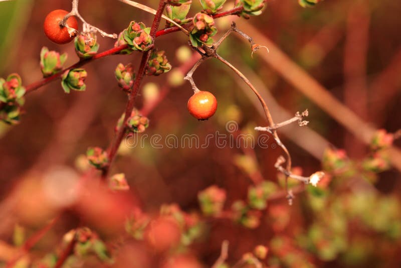 Small Nuts on the Plant stock photo. Image of daytime - 219676604