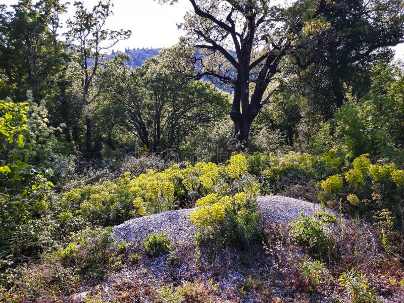 Nature Landscape Spring Evening Hike Stock Photo - Image of light ...