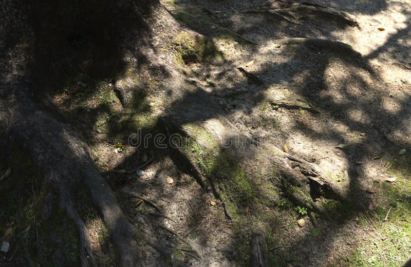 Sunlight and Shadow Under Tree Stock Photo - Image of sunbeams, plant ...