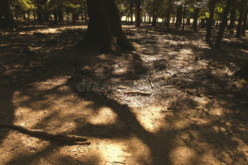 Sunlight through Trees Under Shade Stock Image - Image of scene, leaves ...