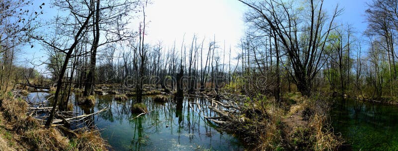 Swamp panorama. stock photo. Image of grass, panorama - 45318136