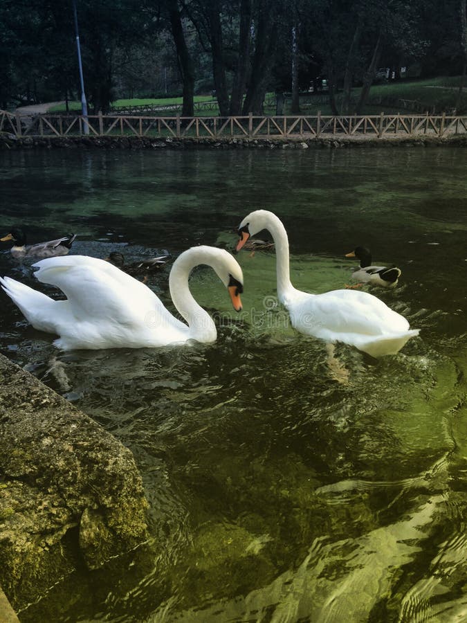 Nature landscape and swan stock photo. Image of grace - 45023312