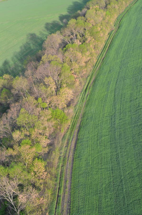Nature Landscape, Texture of Green Grass View from Above. Top View ...