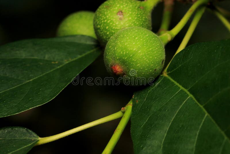 The Tree Nuts under Shade stock photo. Image of wildlife - 189899820