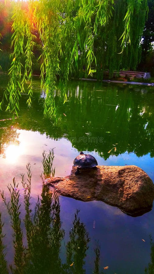 Nature landscape, turtle stock photo. Image of view - 119502610