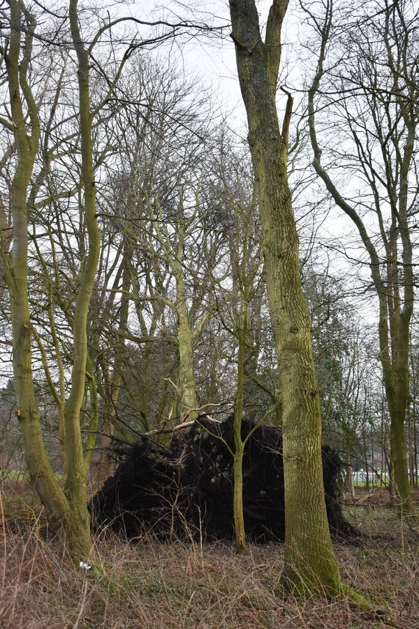 Uprooted tree in the park. stock image. Image of lumber - 193335525