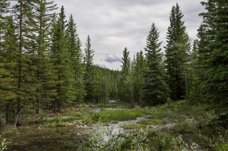 Landscape View of a Mountain River in a Coniferous Forest Stock Image ...