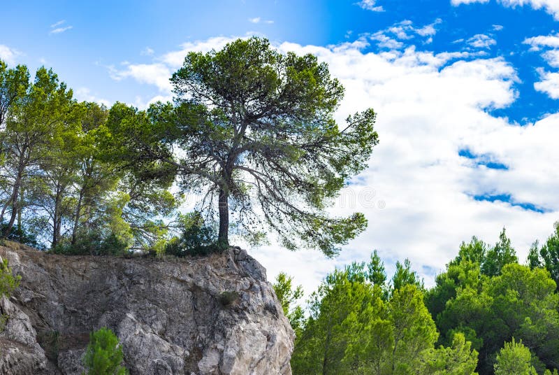 Nature Landscape View with Pine Tree on Rock Cliff Stock Photo - Image ...