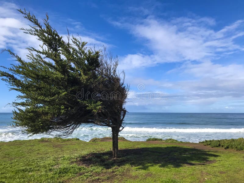 Nature Landscape View, the Wind Blows Bend the Tree with the Ocean in ...