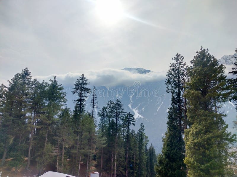 Landscape of Deodar Tree in Himalayas, Sainj Valley, Kullu, Himachal ...