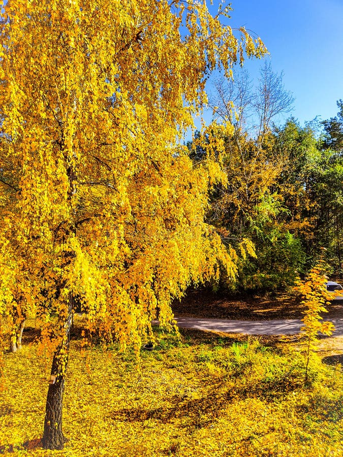 Naturelandscapeyellow Stock Photos - Free & Royalty-Free Stock Photos ...