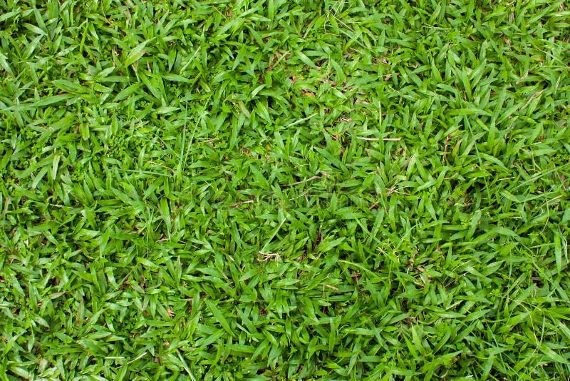 Nature Landscapes Green Grass Stock Photo - Image of closeup, high ...