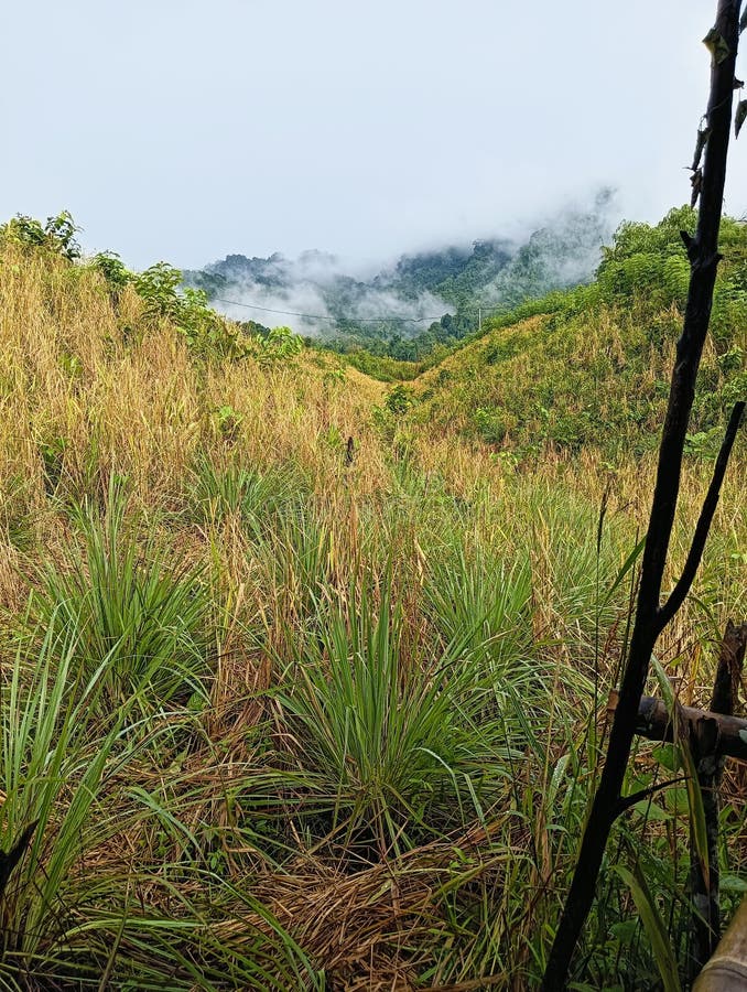 Nature Landscaping Clear Green Stock Image - Image of green, nature ...