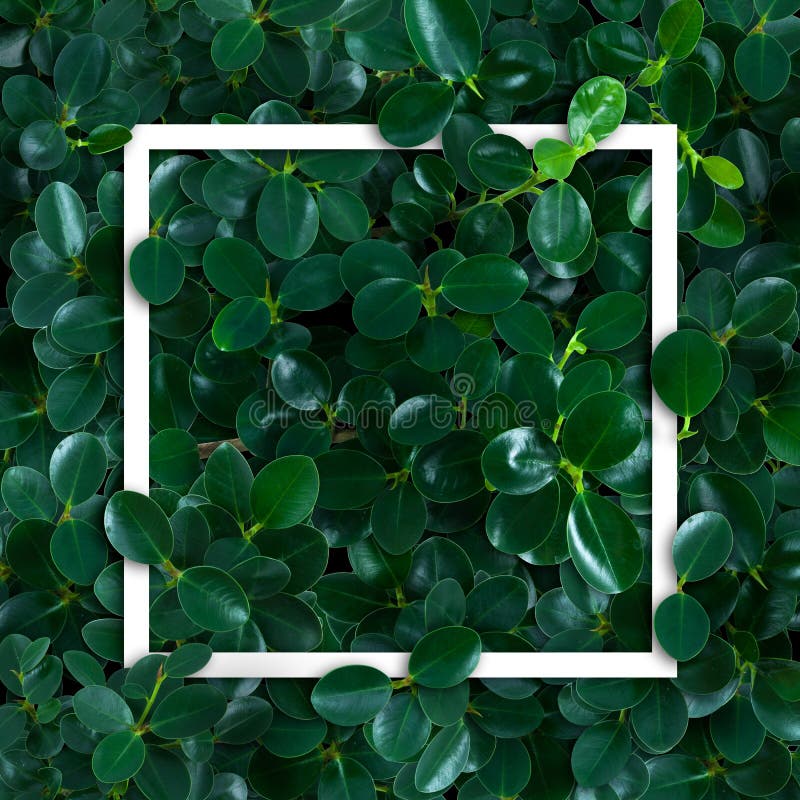 Nature Layout Made of Tropical Leaves with Paper Card Note Stock Image ...