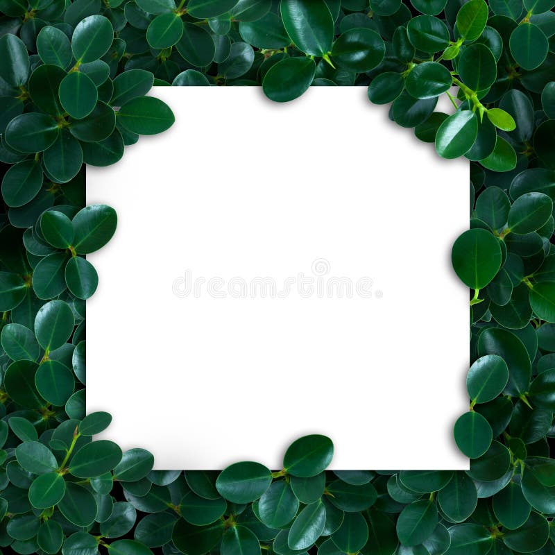 Nature Layout Made of Tropical Leaves with Paper Card Note Stock Photo ...
