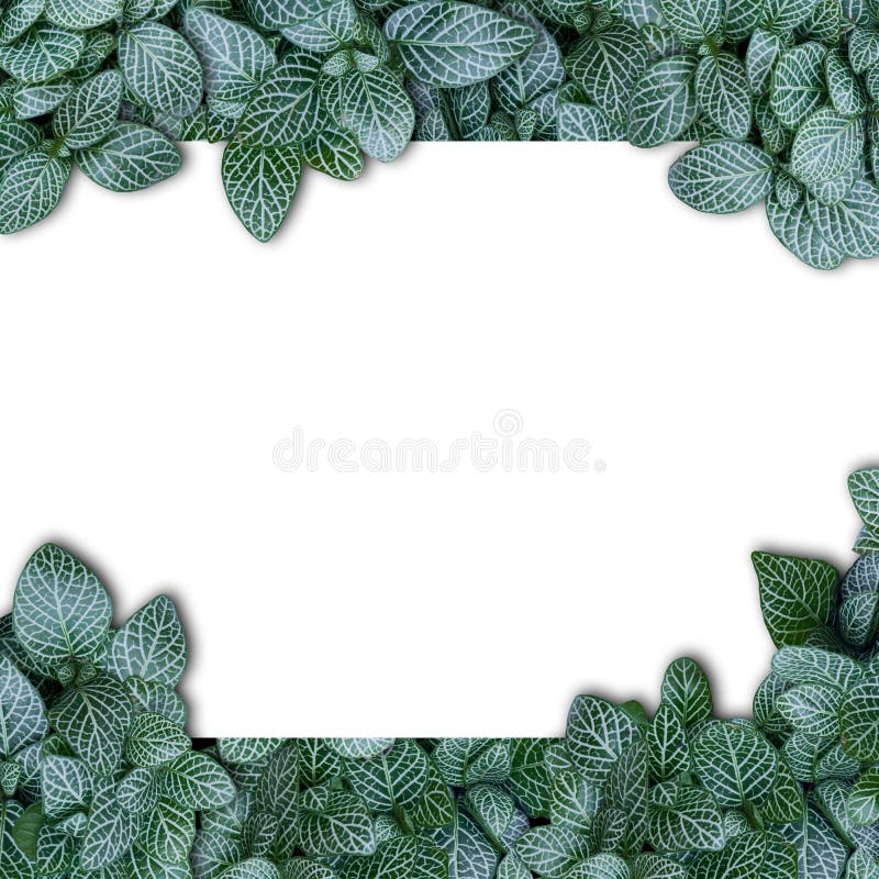 Nature Layout Made of Tropical Leaves with Paper Card Note Stock Photo ...