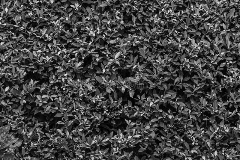 Grass Texture Background / Gray Color Stock Photo - Image of leave ...