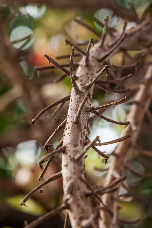 Tree and Branch Nature on Background Stock Photo - Image of light, leaf ...