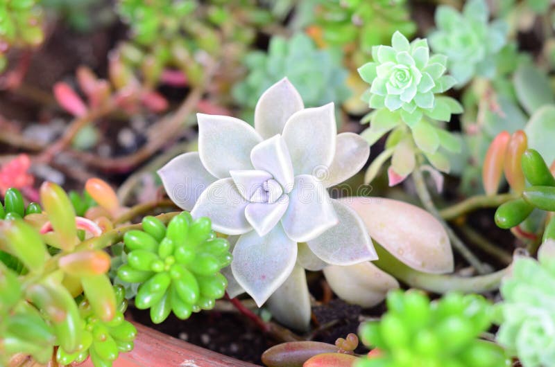 Nature leaf details stock photo. Image of natural, nature - 176384378