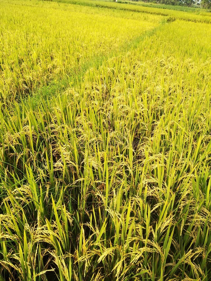 Nature Leaf Green Rice Neture Stock Photo - Image of neture, rice ...