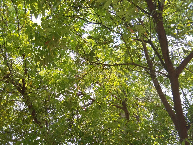 Nature stock image. Image of neem, view, plants, neemleaf - 91527391