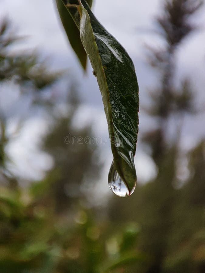 Nature Leaf with Small Drop of Water ..... Stock Image - Image of small ...