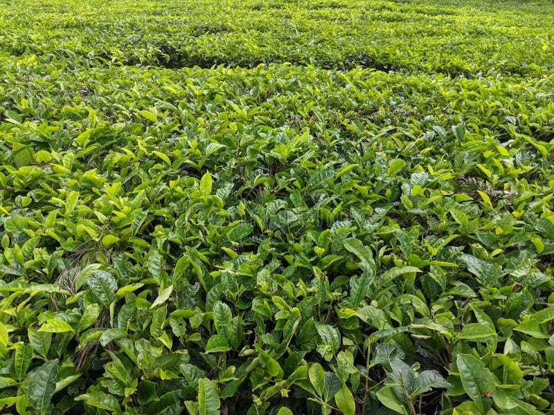Nature Leaf Tea / Alam / Daun Teh Stock Photo - Image of leaf, nature ...