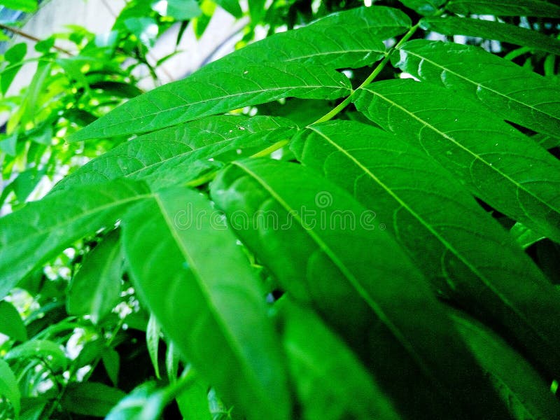 Nature Leafs Contrast High Texture Stock Photo - Image of contrast ...