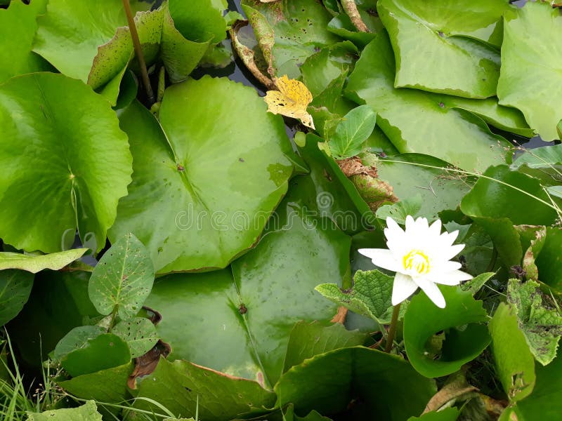 Lerax Stock Photos - Free & Royalty-Free Stock Photos from Dreamstime