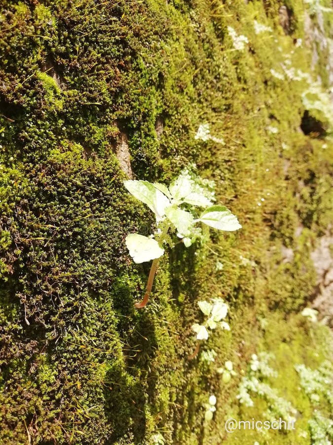 Nature Life Bio Greeneries Gross Stock Image - Image of life, gross ...